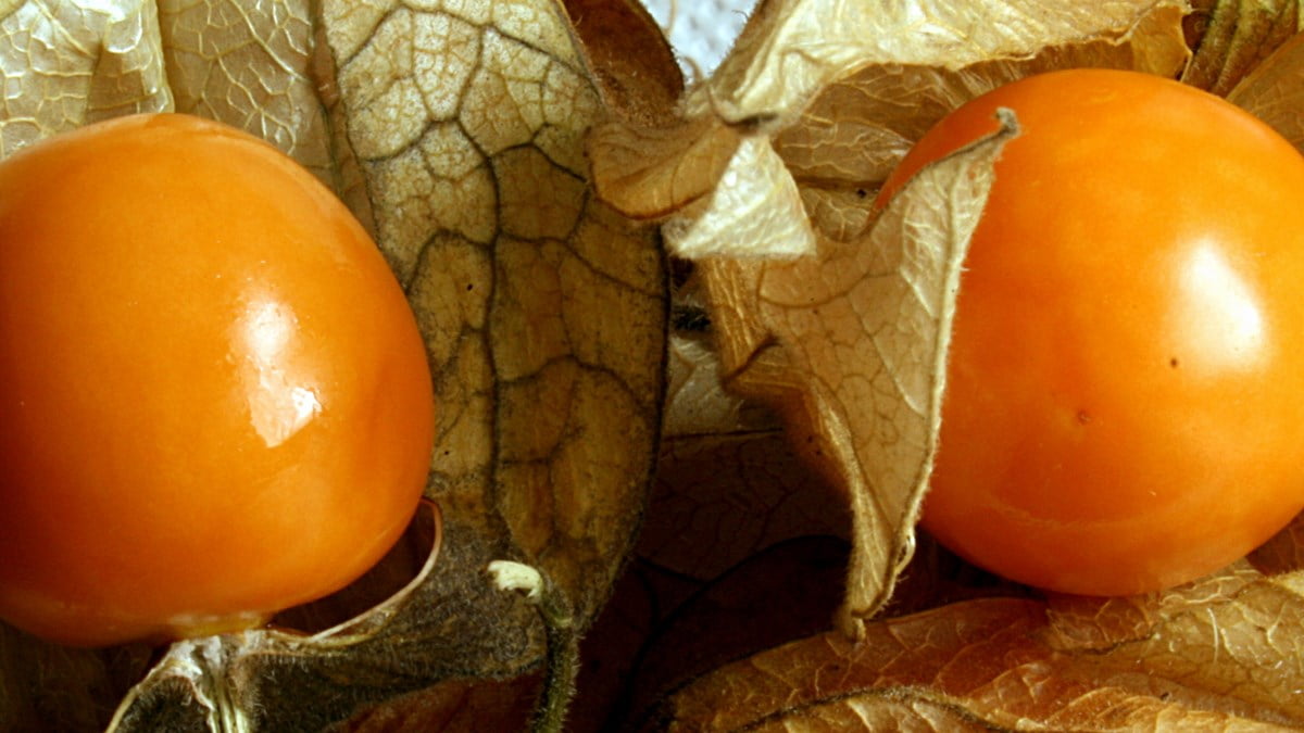 Altın Çilek Nedir? Altın Çileğin Faydaları Nelerdir? | Anneler Toplandık